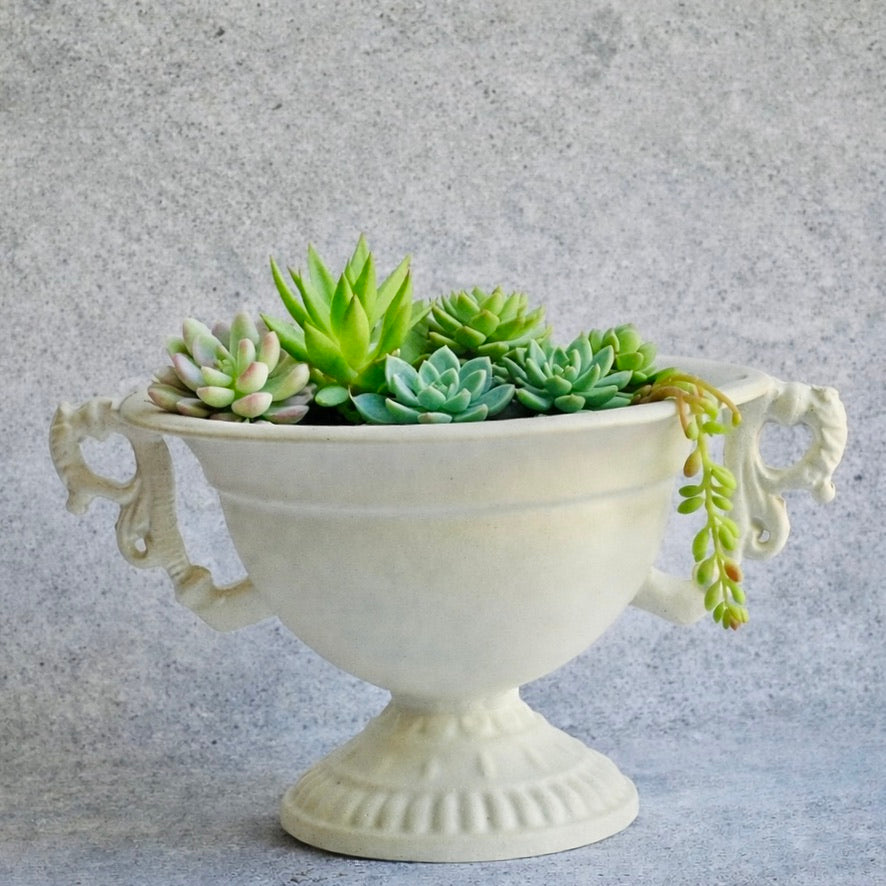 COPA SUSANA MARFIL – PazVial